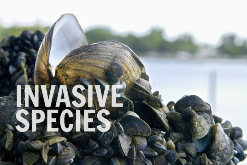 UCC Support of Invasive Mussel Control Demonstration Project - UCC Dive